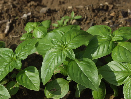 バジルの効用は？ - 香味野菜の育て方｜栽培と簡単レシピ