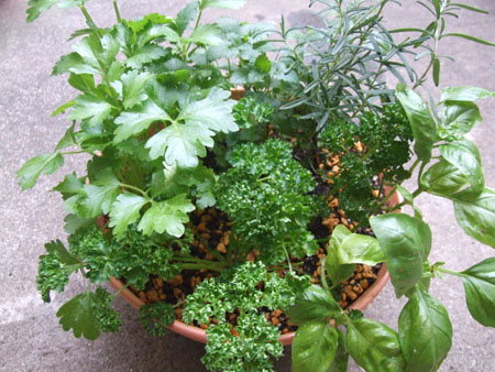 バジルの効用は？ - 香味野菜の育て方｜栽培と簡単レシピ